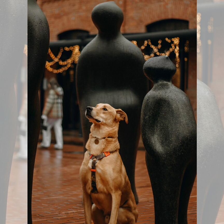 Лабрадор-ретривер, взрослая собака