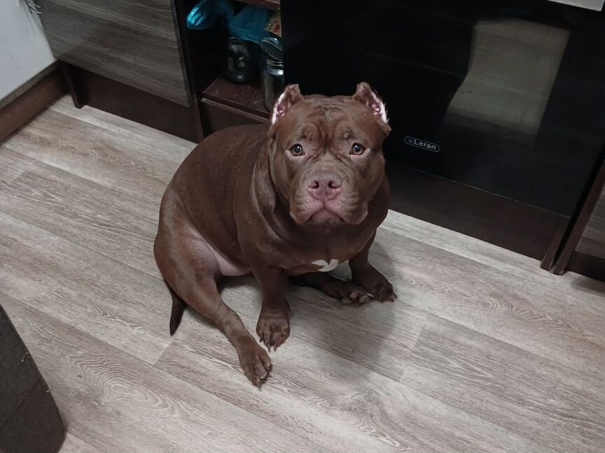 Американский були стандарт