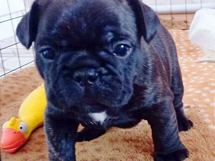 Щенки французский бульдог