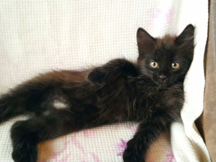 Котёнок девочка