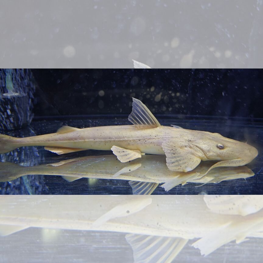 Багариус(Bagarius suchus)