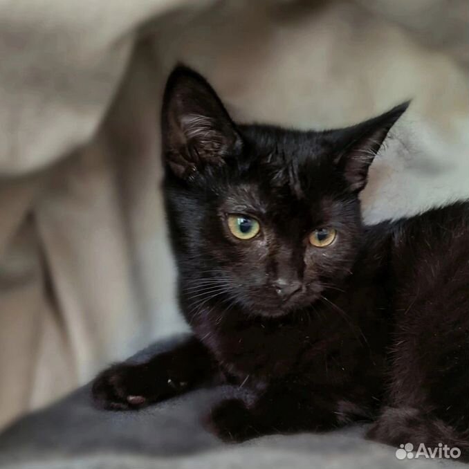 Малышка ишет дом