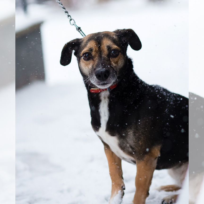 Взрослая собака в добрые руки