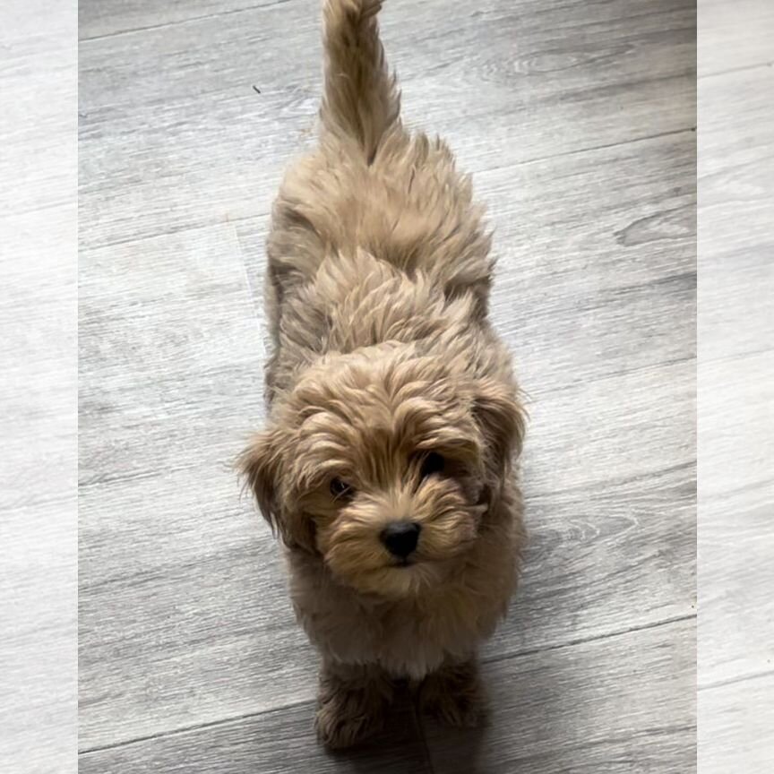 Мальтипу, щенок