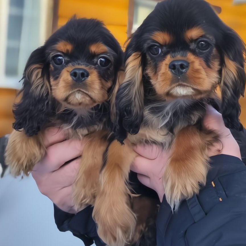 Кавалер кинг-чарльз-спаниель, щенок