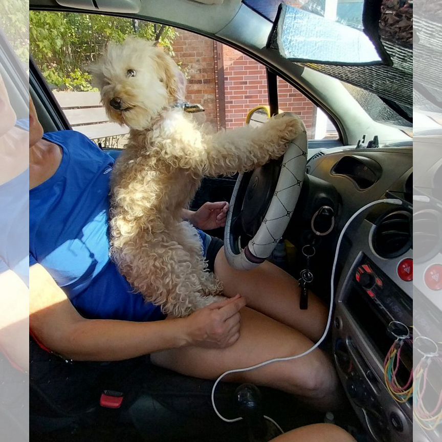 Метис путеля и мальтипу(это не точно)