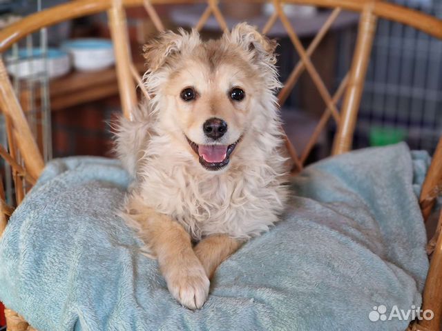 Щенок Тая 3 мес. Среднего размера, привезем