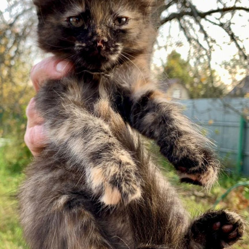 Котенок девочка трехцветная