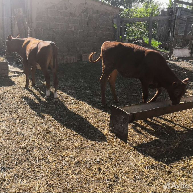 Телята тёлочки