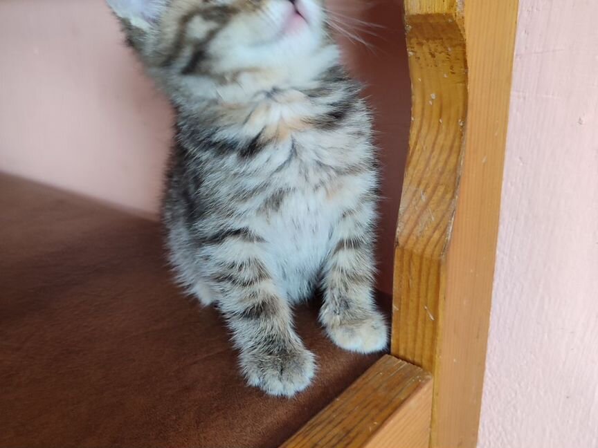 Кошка