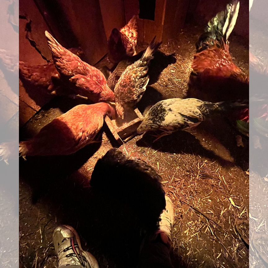 Курицы нескушки петушки