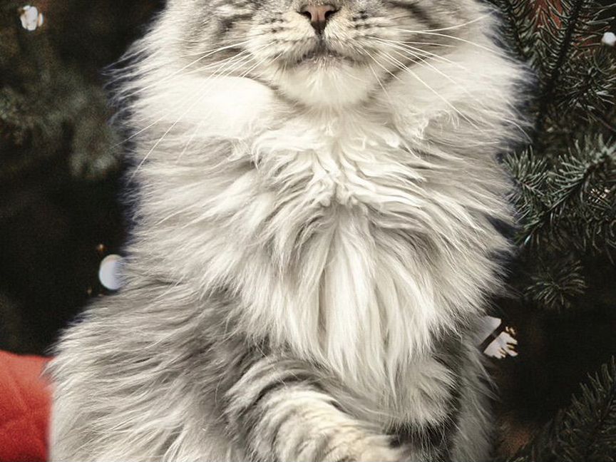Молодой серебряный котик