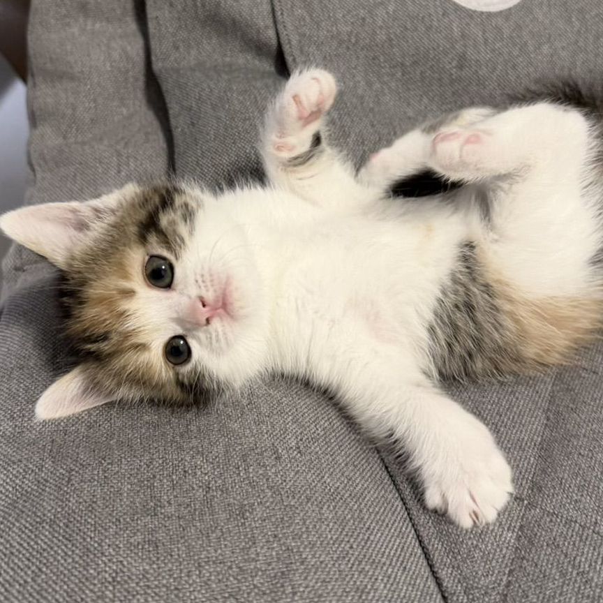 Котёнок от заводчика