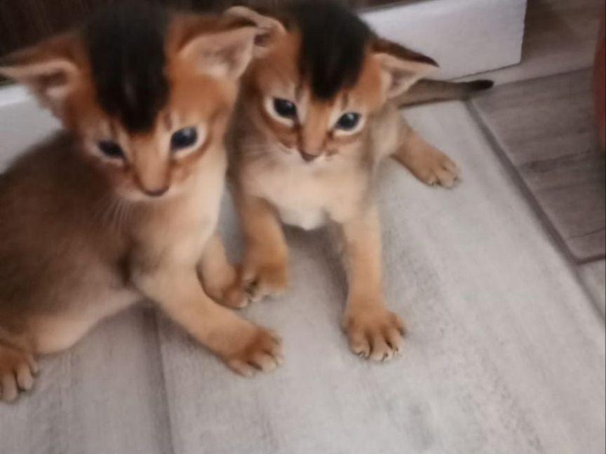 Абиссинские котята