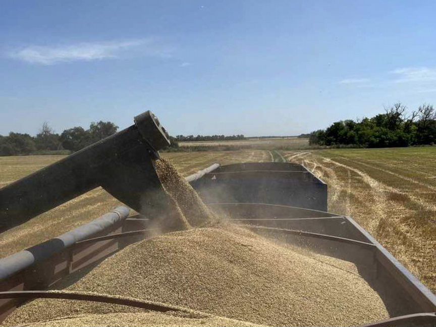 Зерно пшеница ячмень