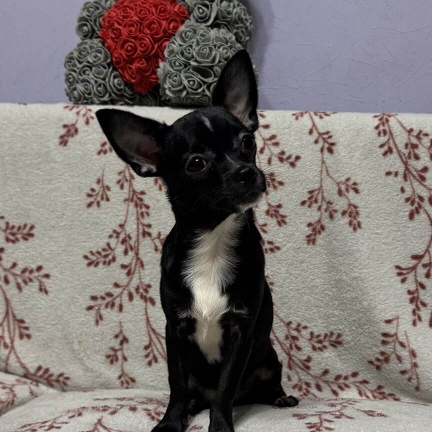 Щенки чихуахуа