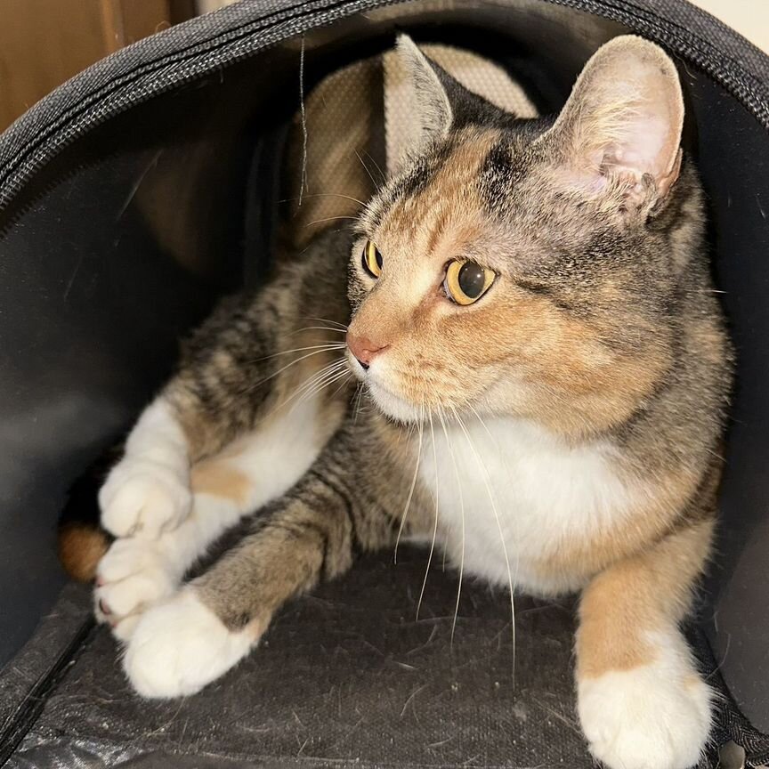 Взрослая кошка в добрые руки