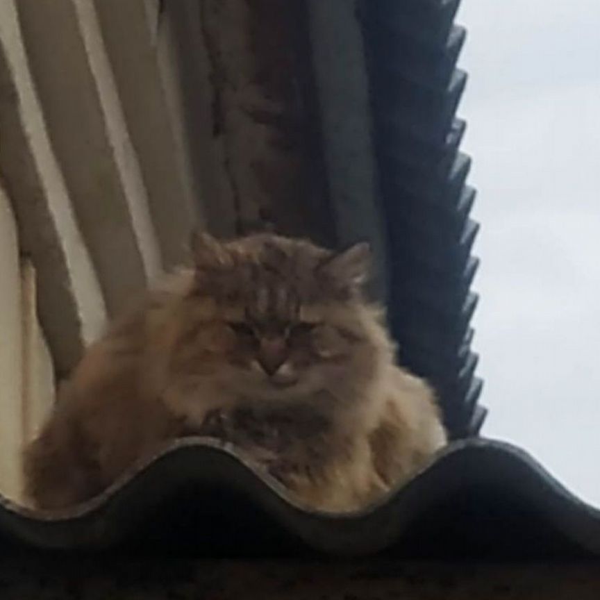 Кошка в добрые руки