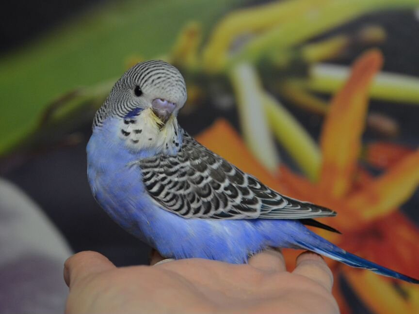 Птенцы волнистых попугаев (получехи и чехи)