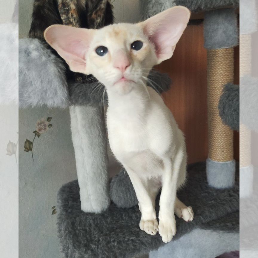 Ориентальные котята экстрим