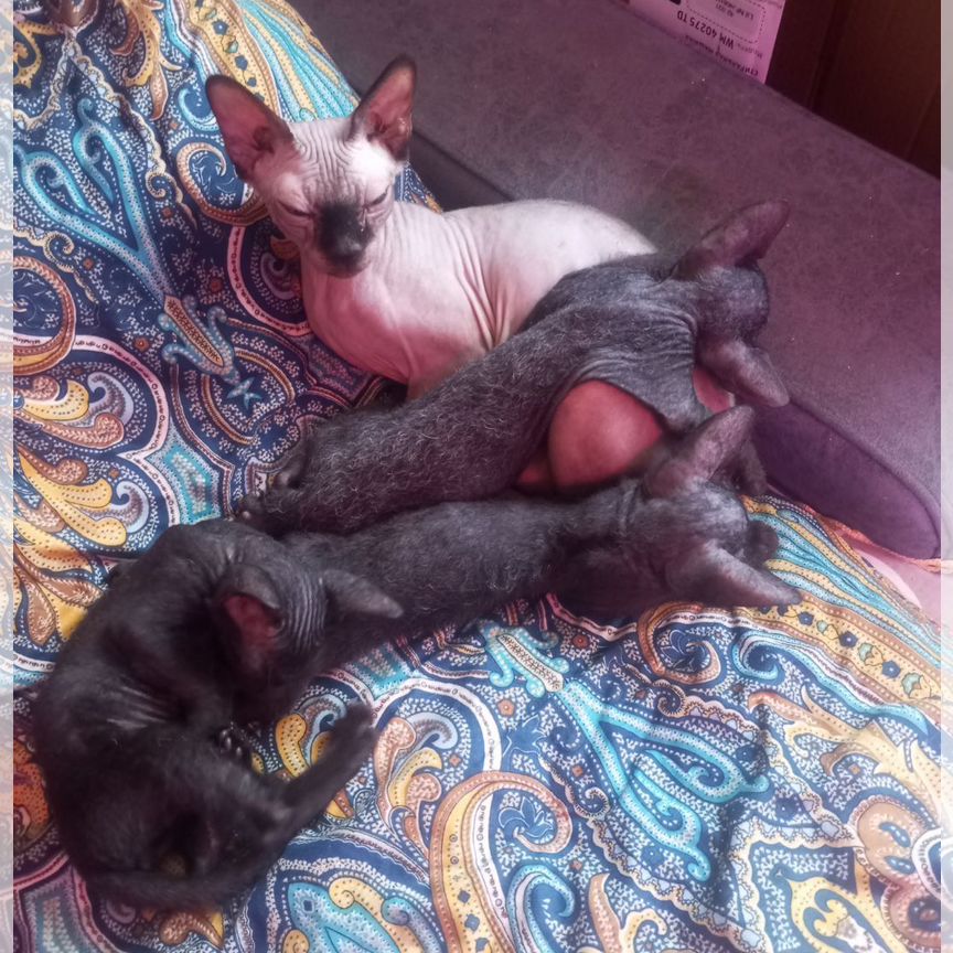 Котята сфинкс