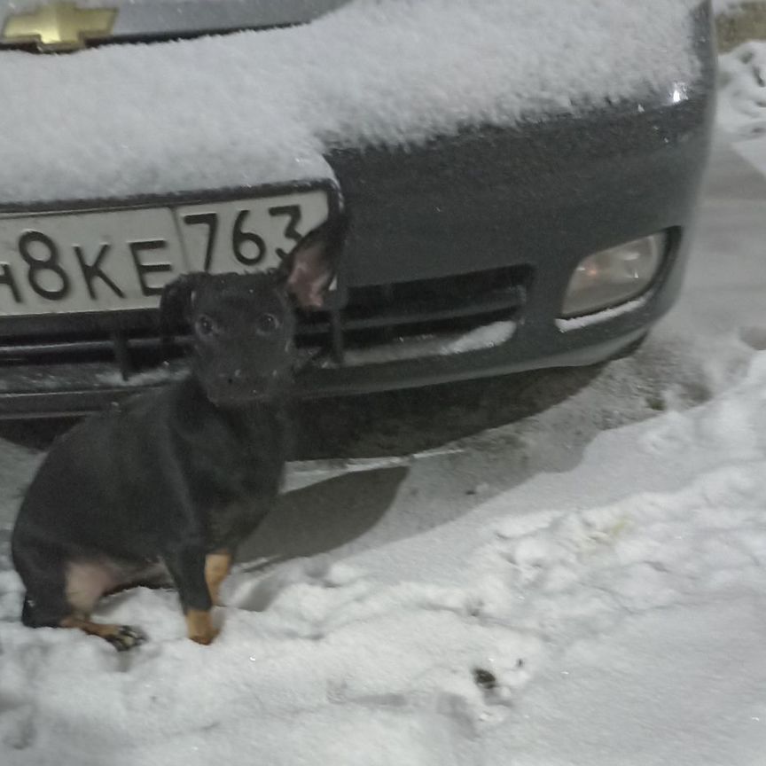 Найдена собачка