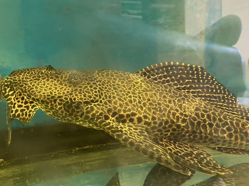 Парчовый сом