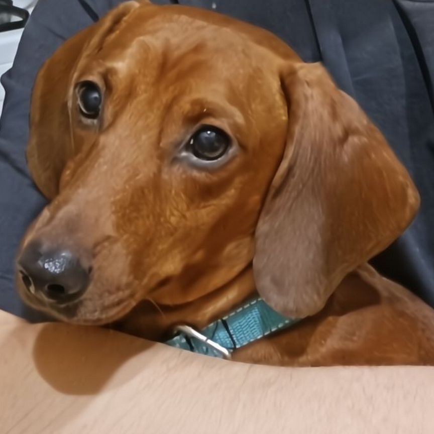 Такса, взрослый пёс