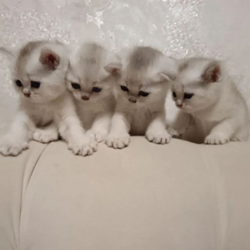 Шотландский вислоухий короткошёрстный котёнок