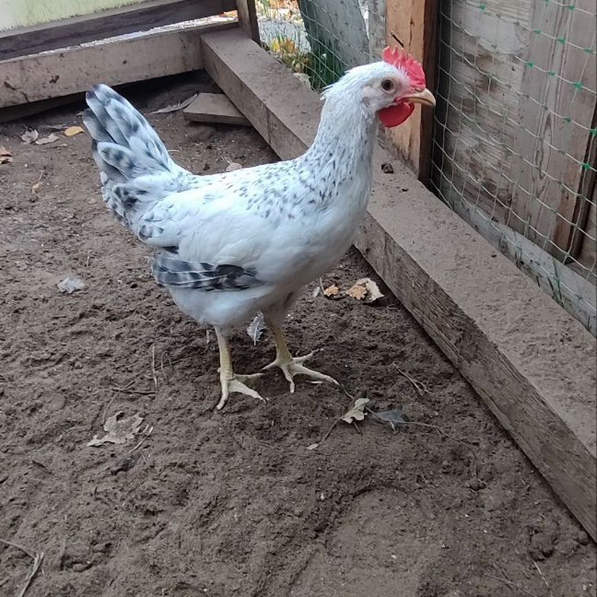 Молодой петушок