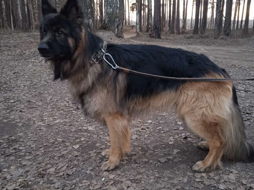 Немецкая овчарка вязка