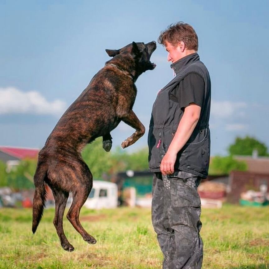 Голландская овчарка