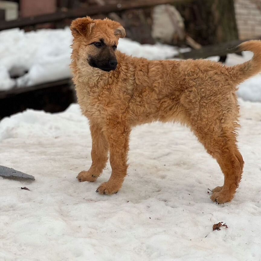 Щенки-охранники