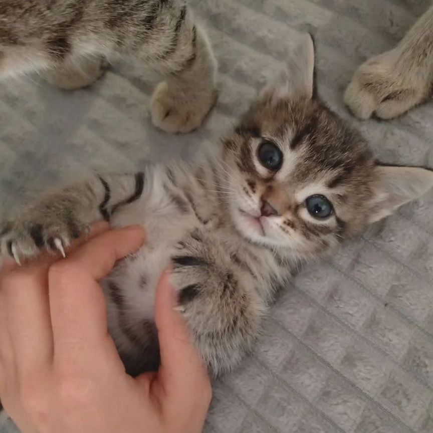 Котёнок в добрые руки