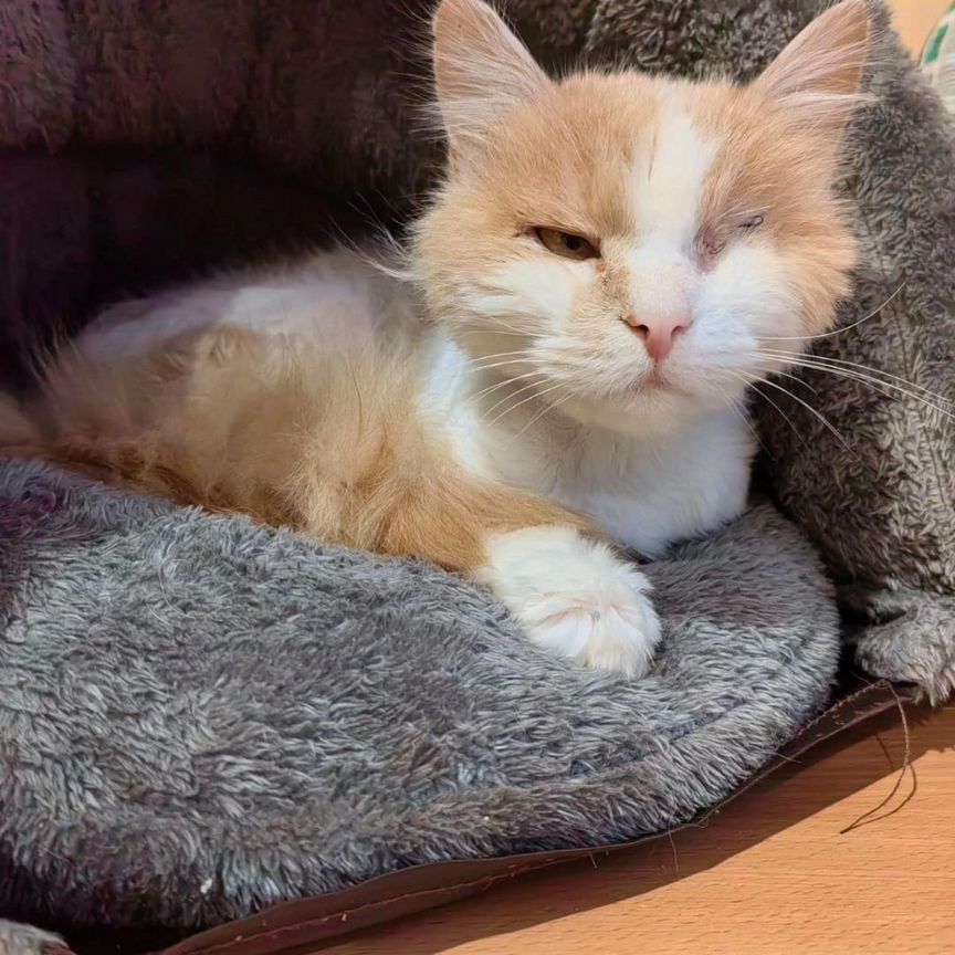 Особенный котик в добрые руки