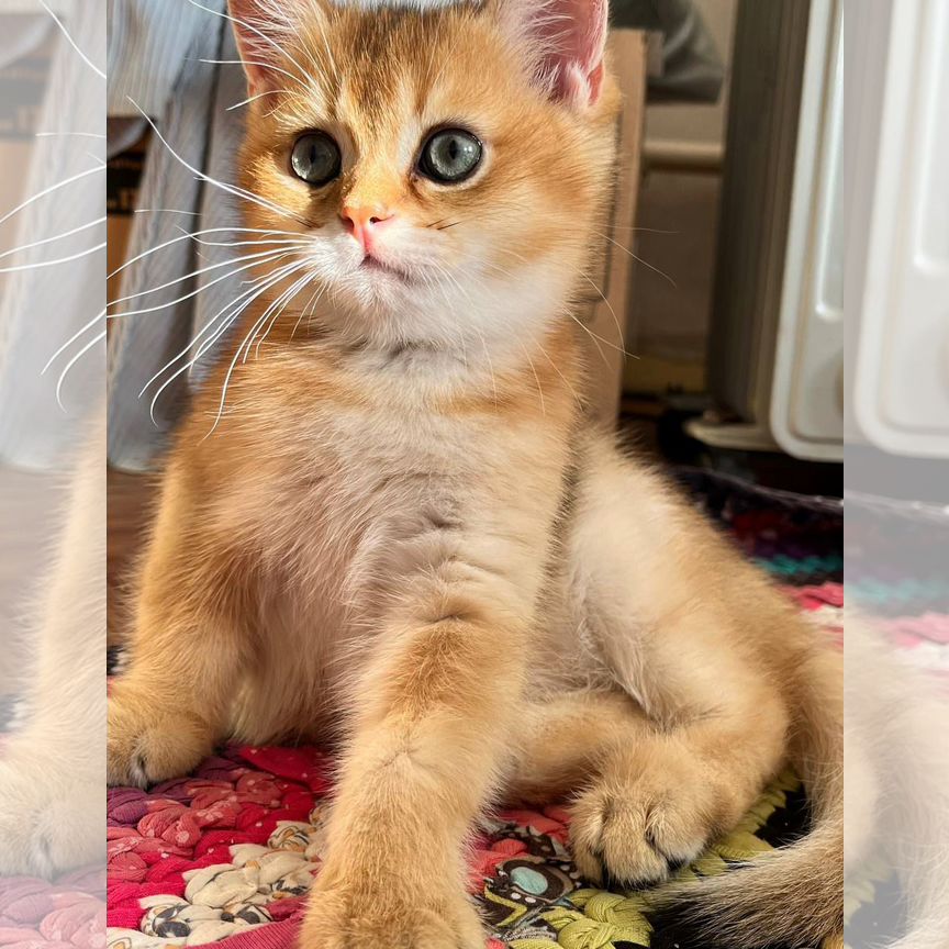 Котёнок британская шиншилла