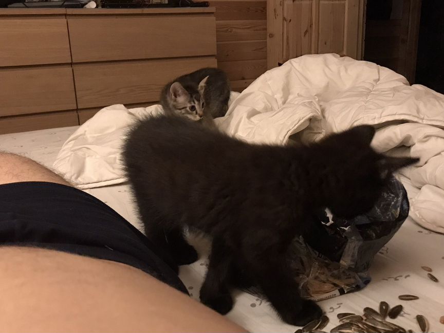 Черный котенок мальчик