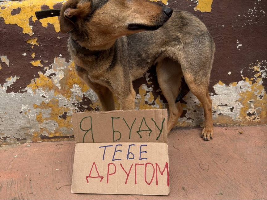 Девочка 10кг в добрые руки