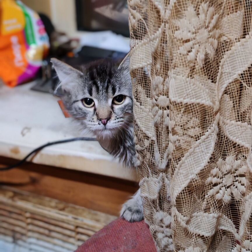 Котопрдросток в добрые руки