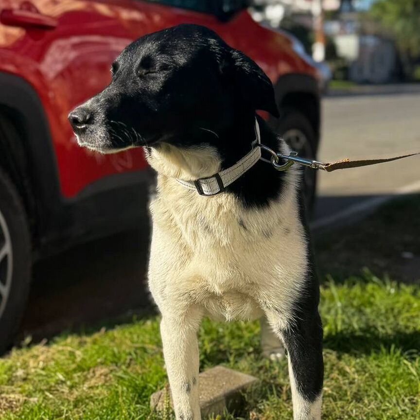 Взрослая собака в добрые руки