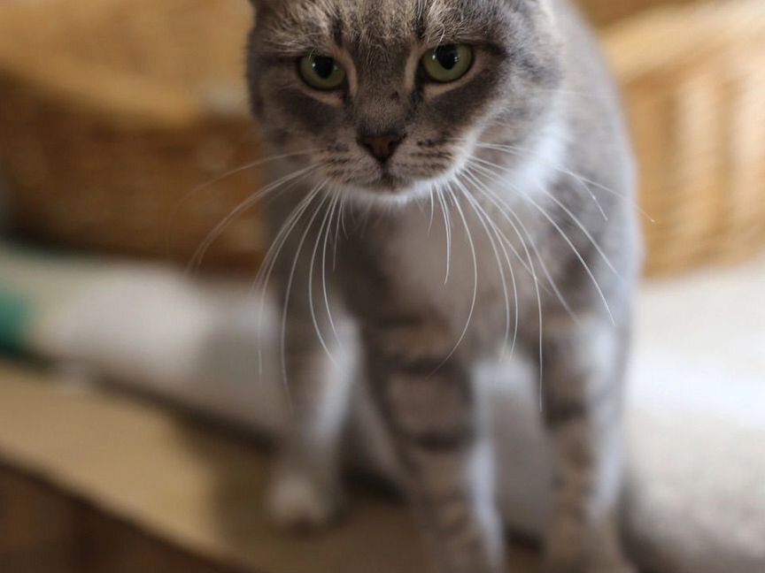Кошка с сво ищет дом