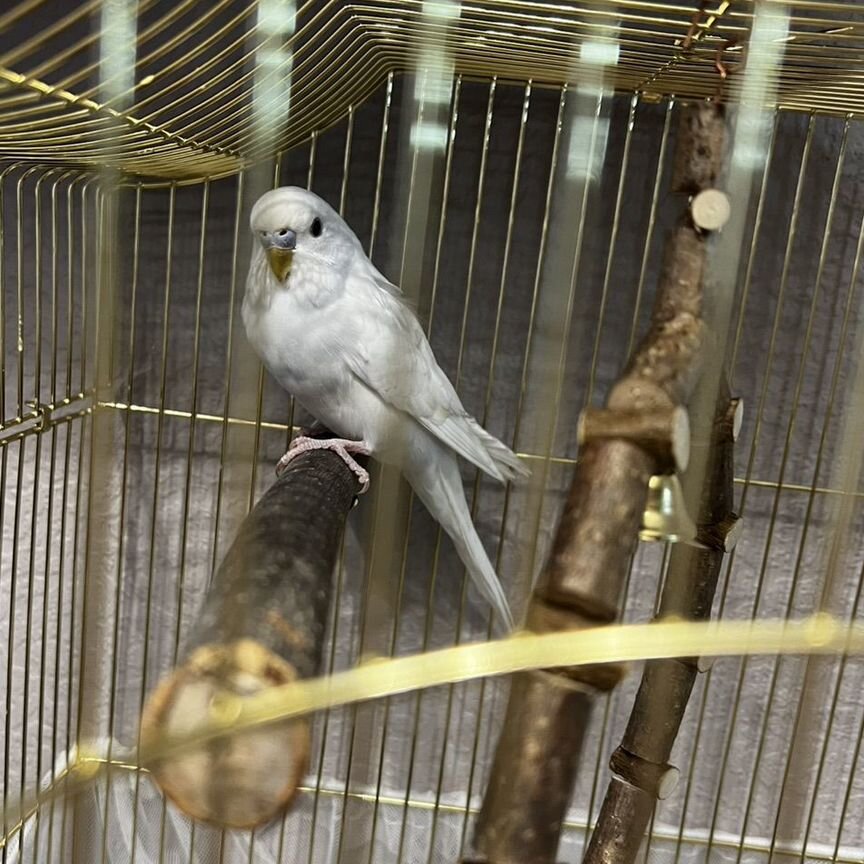 Волнистый попугай получех, самец