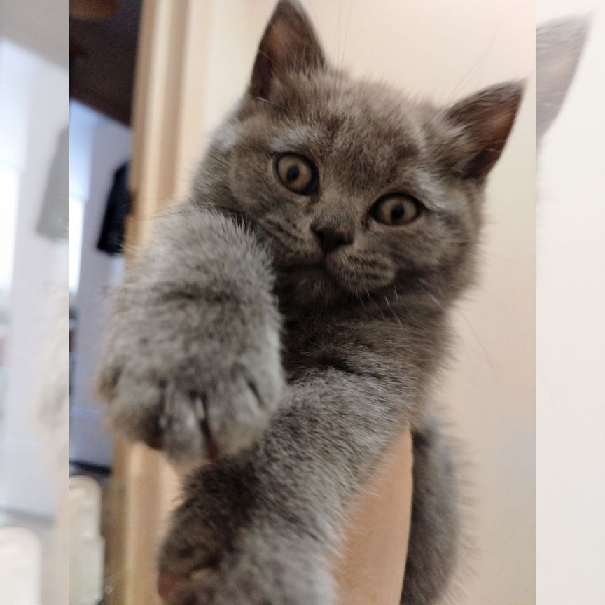 Шотландский прямоухий длинношёрстный котёнок