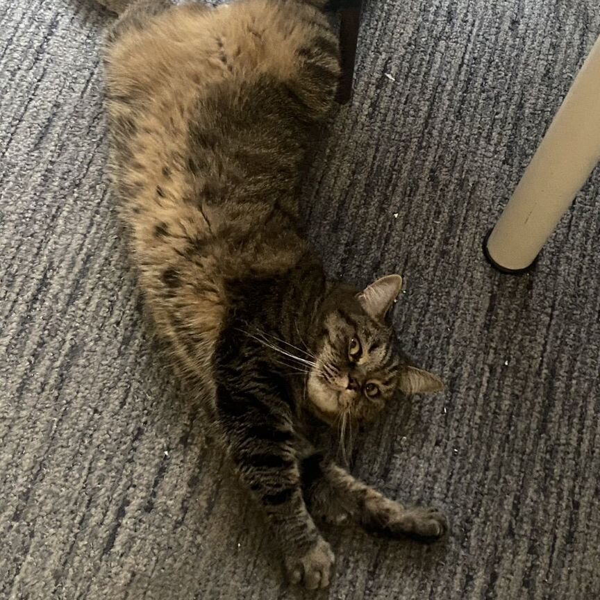 Кот Лео