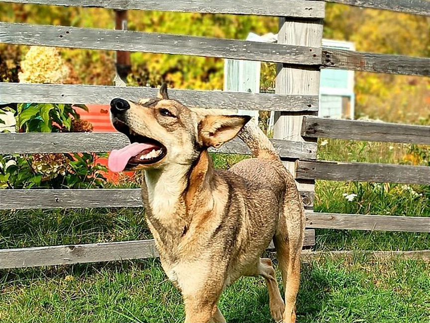 Собачка миниатюрная