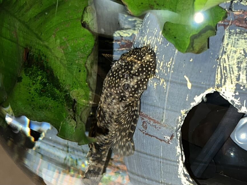 Сомик анцитрус