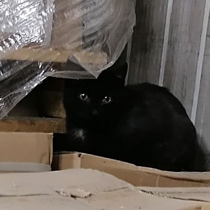 Котенок, 3 месяца