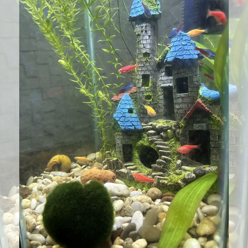 Данио рыбки 2 желтых и 1 розовый