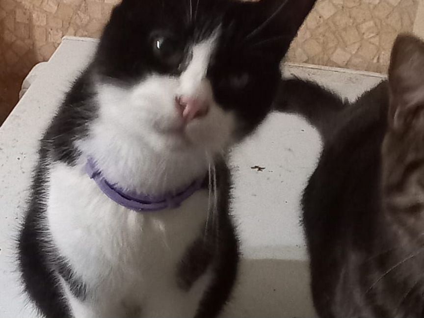 Кошки ищут в нас поддержку