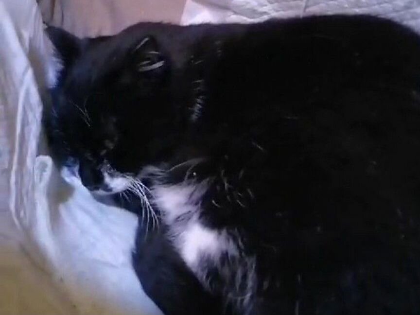 Кошечка Тильда ещё надеется стать домашней